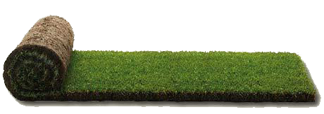 Jolly Plant : Notre Gazon